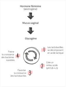 hormone-feminine-graph - Lactacyd.eu